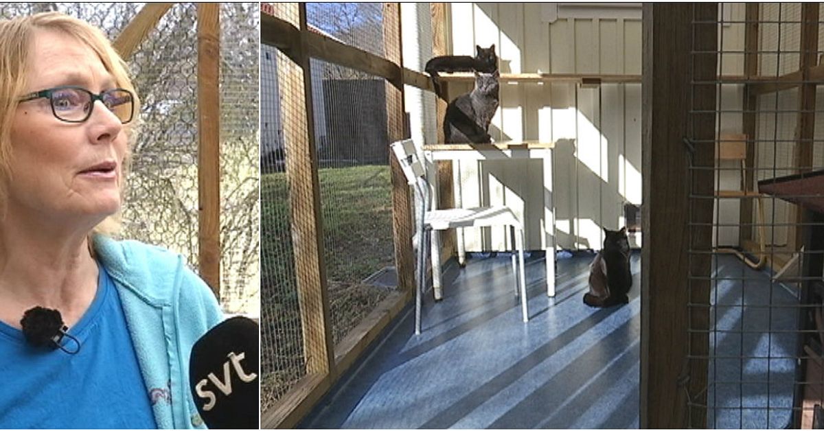 Dyrare veterinärer – då raggar katthemmet pengar på nätet | SVT Nyheter