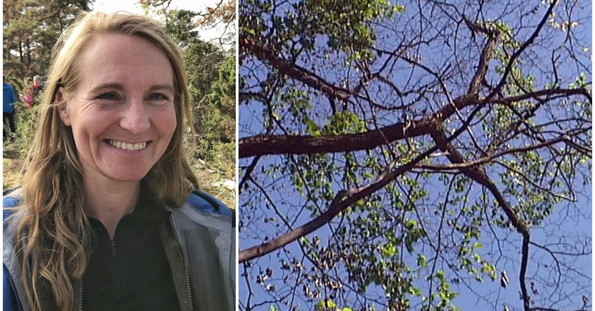 Länsstyrelsen söker efter resistenta almar | SVT Nyheter