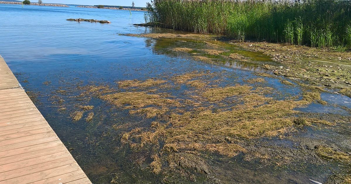 Nu ska vattenpesten i Roxen stoppas | SVT Nyheter