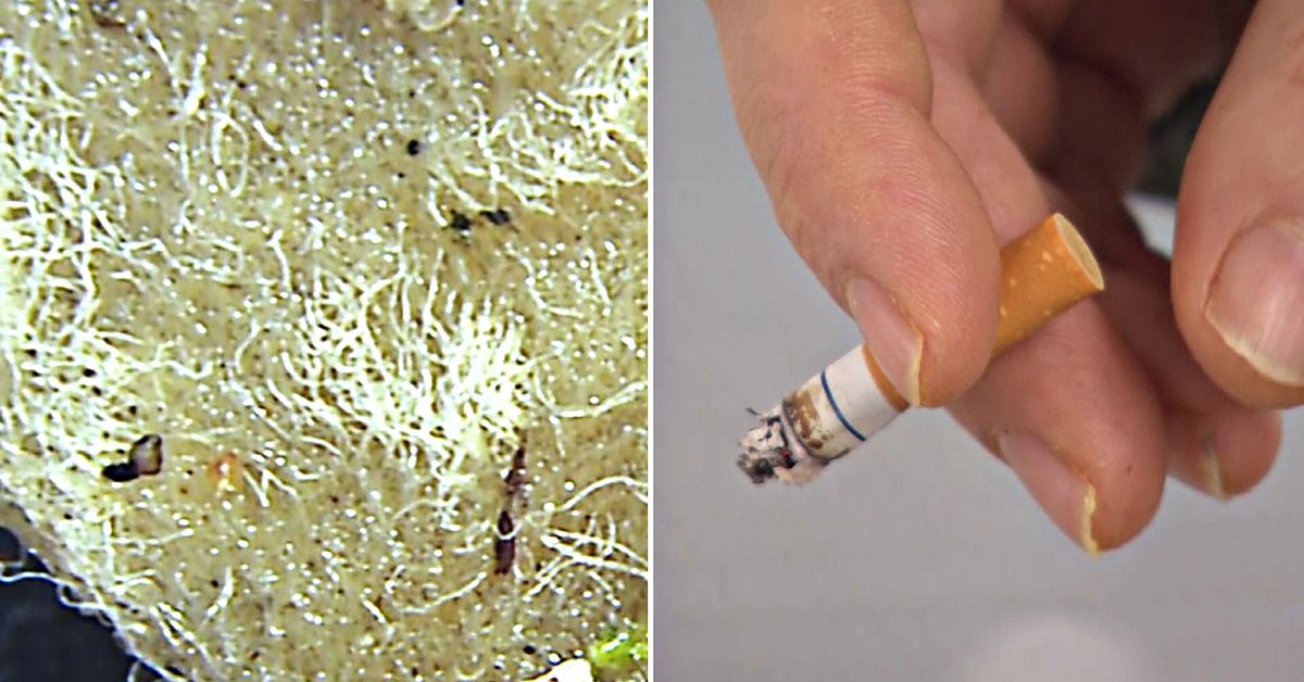 Ny studie: Mikroplaster från fimpar hittade i fiskar | SVT Nyheter