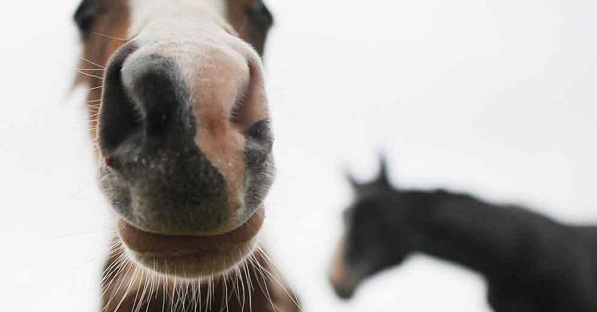 Rosa mular rodnar lätt i solen | SVT Nyheter