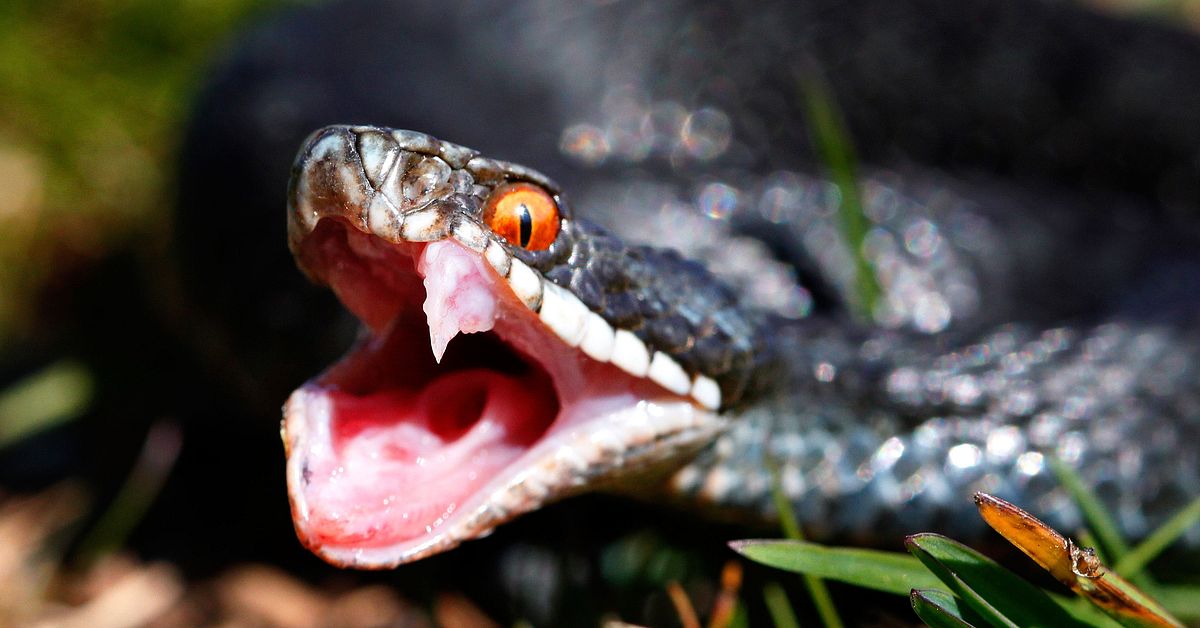 Huggormar på bettet i sommar | SVT Nyheter