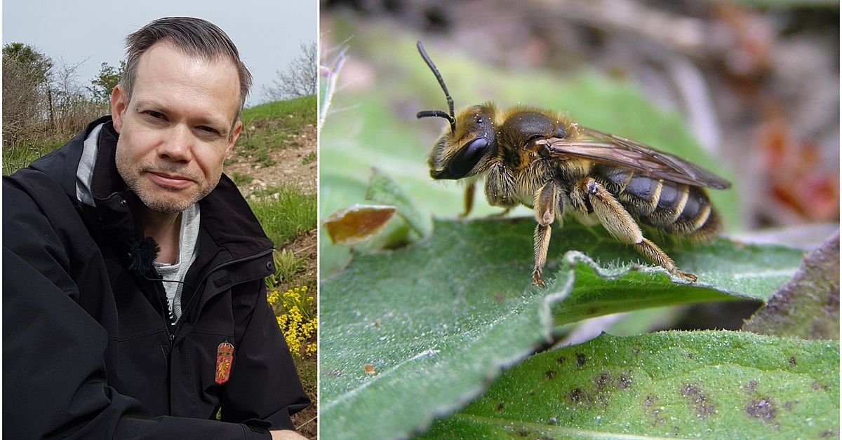 Allt färre vildbin – så skapas viktiga miljöer för att rädda hotade ...