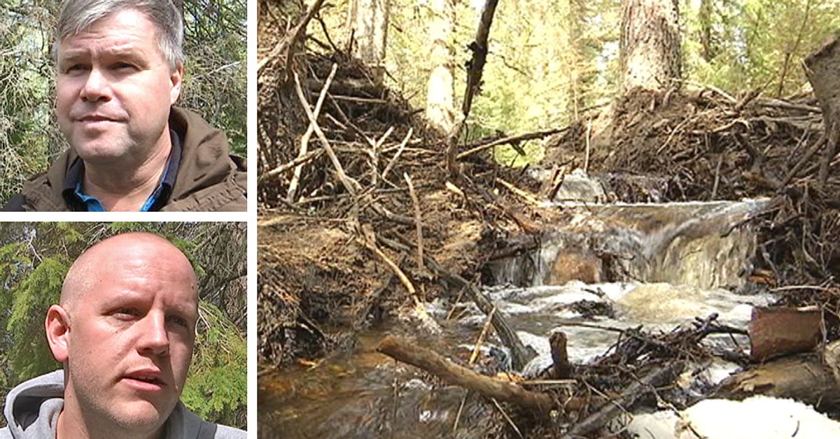 Växande bäverstam orsakar stora skogsskador: ”Träden dör och det blir ...