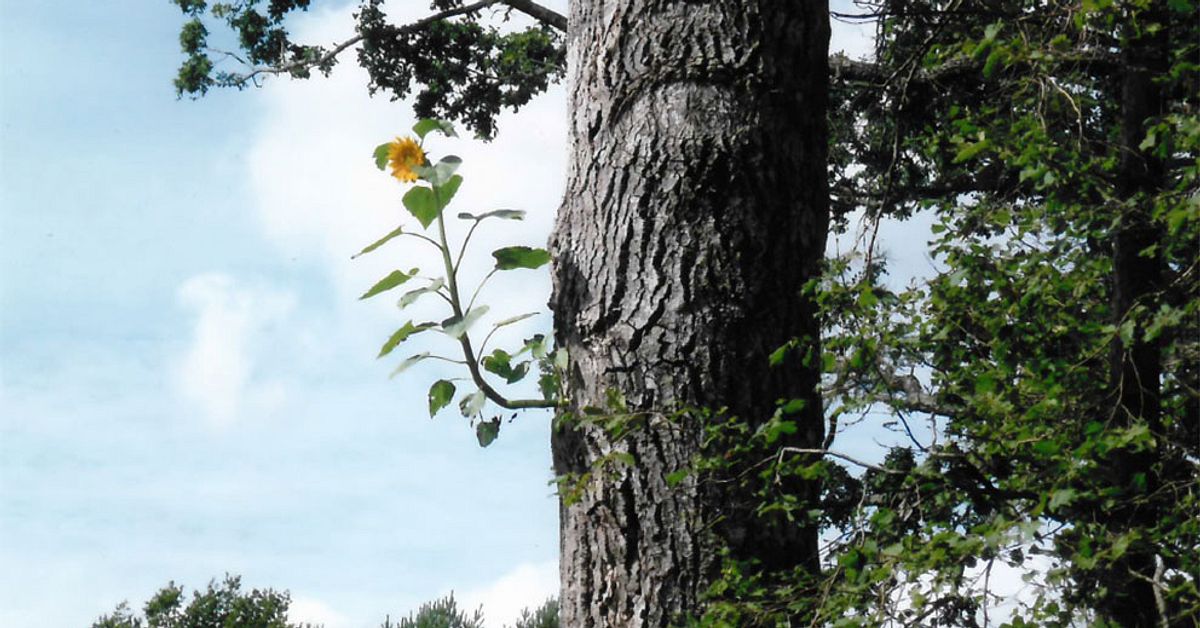 En solros med utsikt | SVT Nyheter