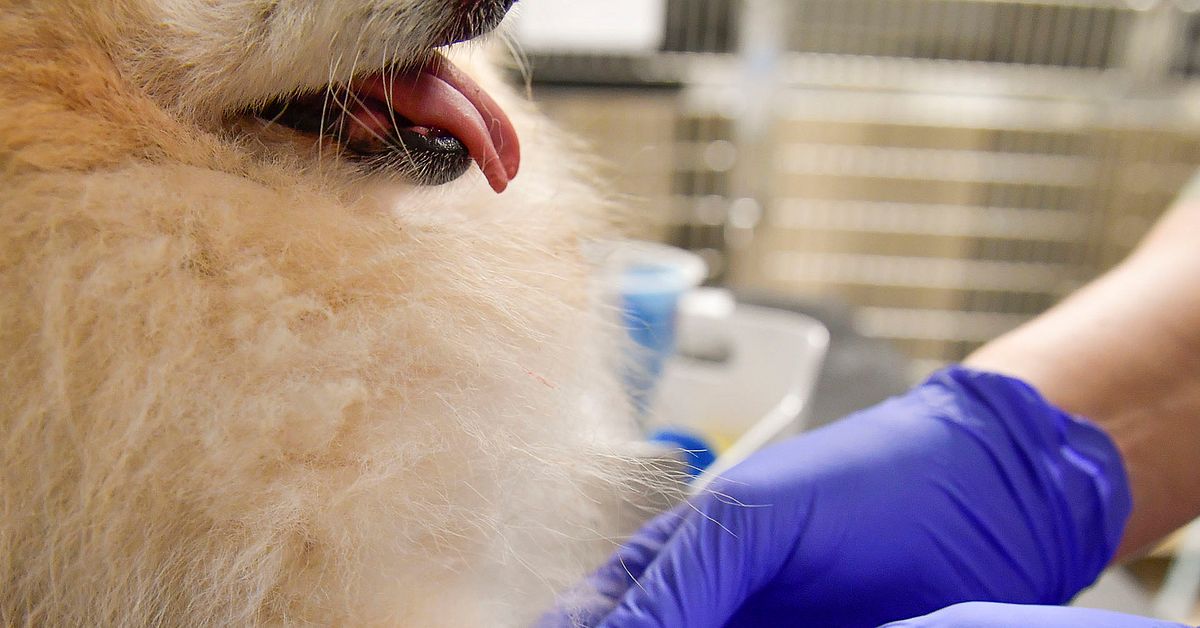 Veterinär missade cancer hos hund – prickas för felbehandling | SVT Nyheter