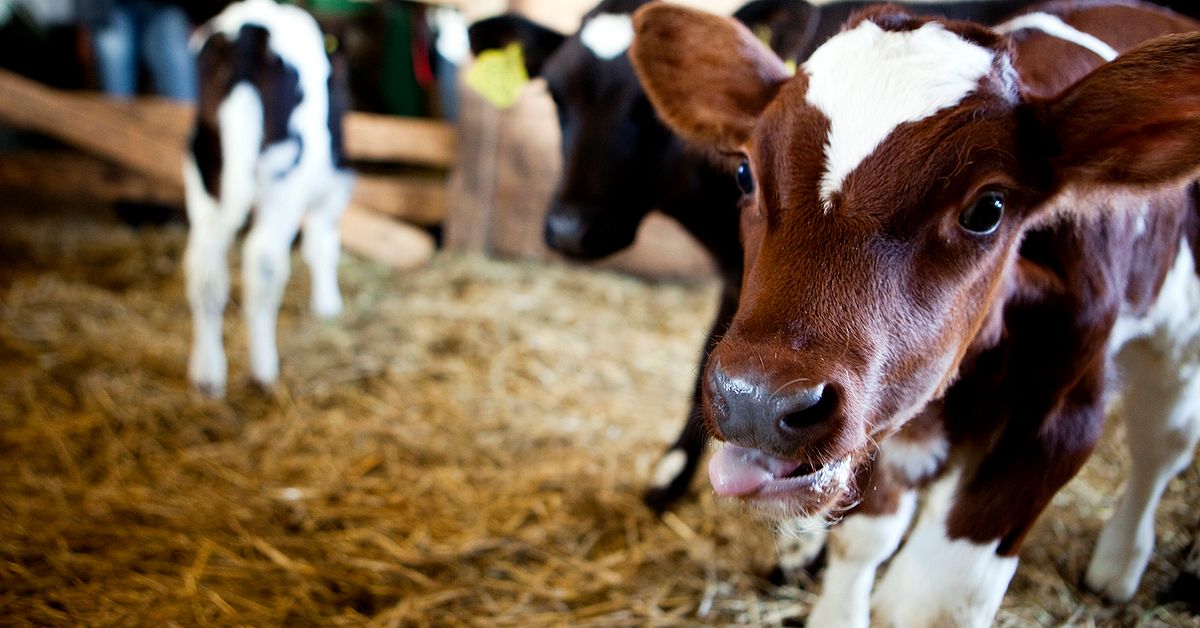 Stor del av antibiotikan på Cypern ges till köttdjur och unga mjölkdjur ...