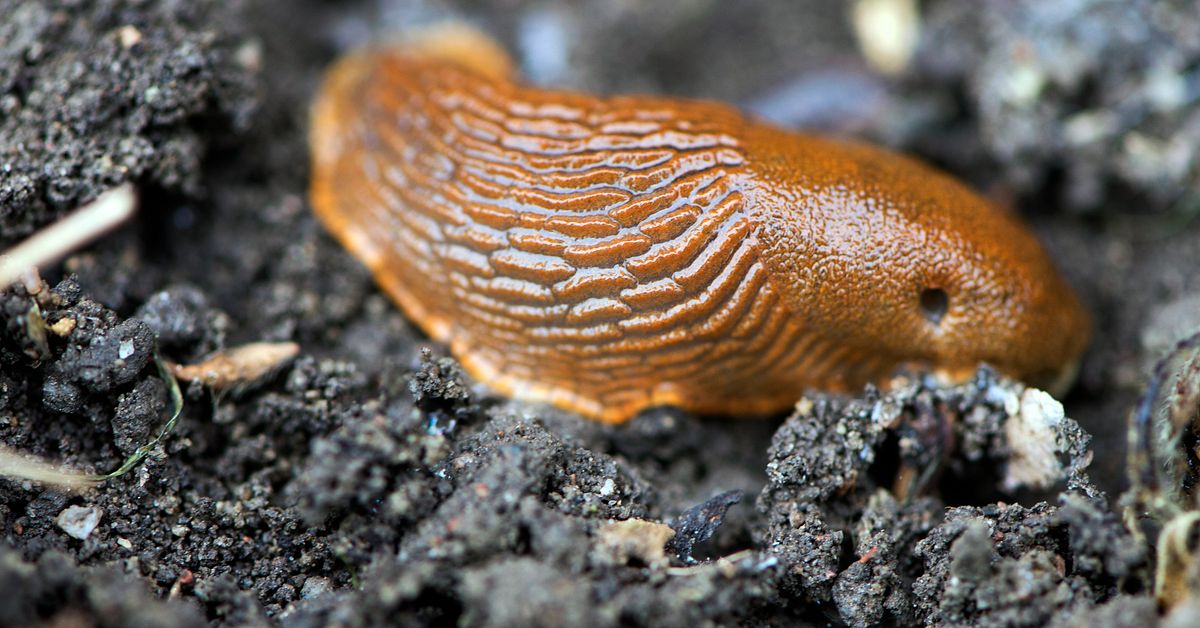 Tufft år för mördarsnigeln | SVT Nyheter