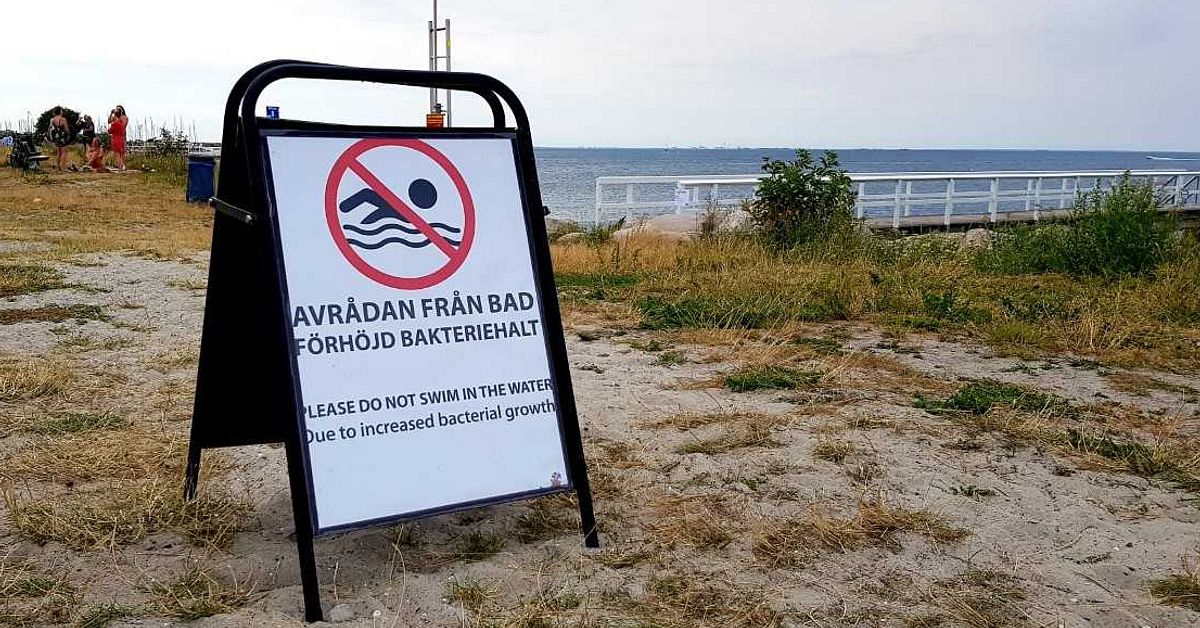 Algblomning på flera bad i Malmö – badare varnas | SVT Nyheter