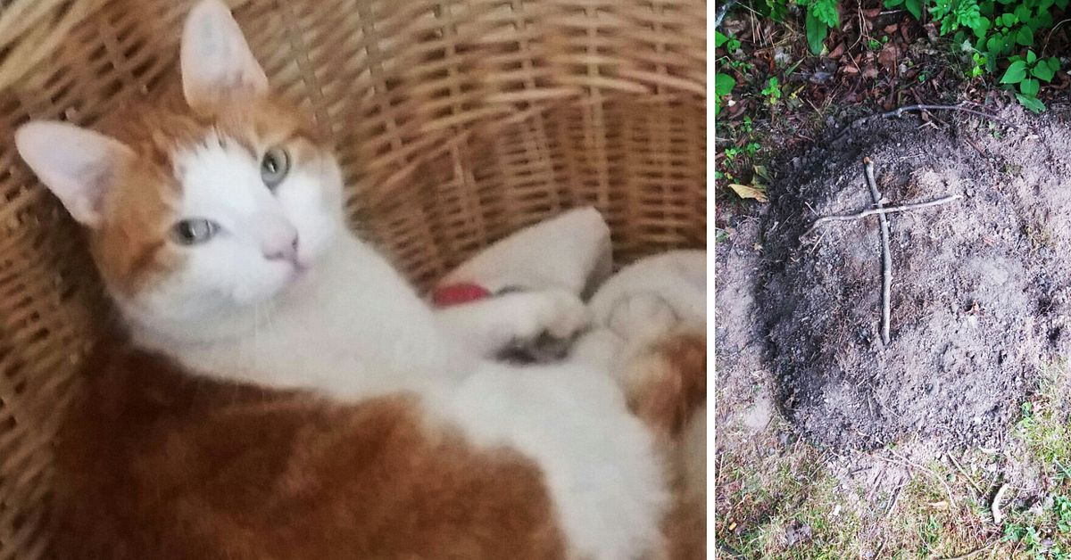 Insamling för att hitta den som dödade katten Tommy | SVT Nyheter