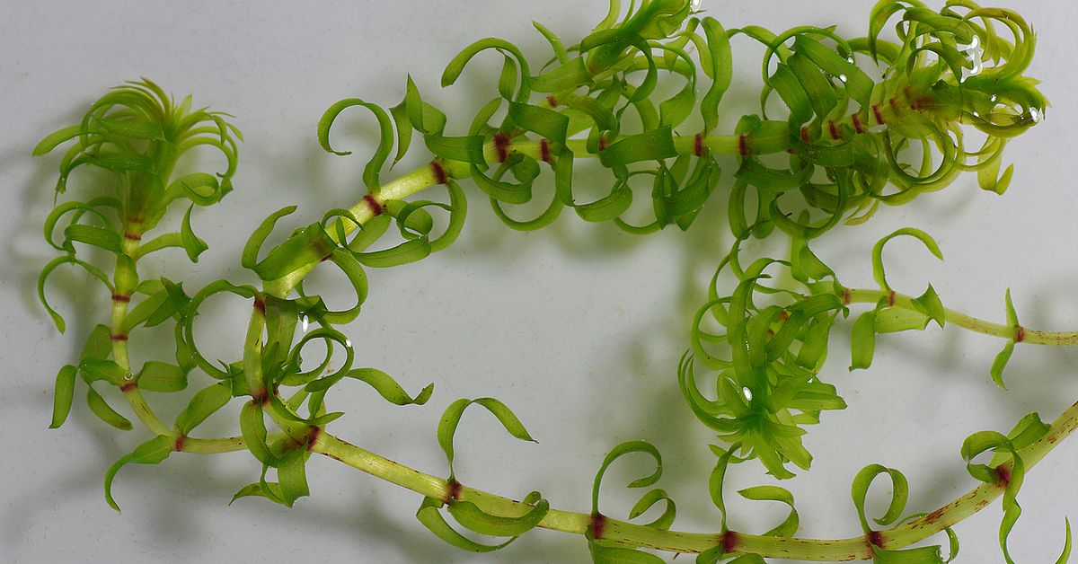 Vattenpest stoppar vassröjning i Rudstjärn | SVT Nyheter