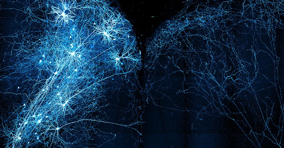 Lysande nervceller avslöjar hur hjärnan fungerar | SVT Nyheter