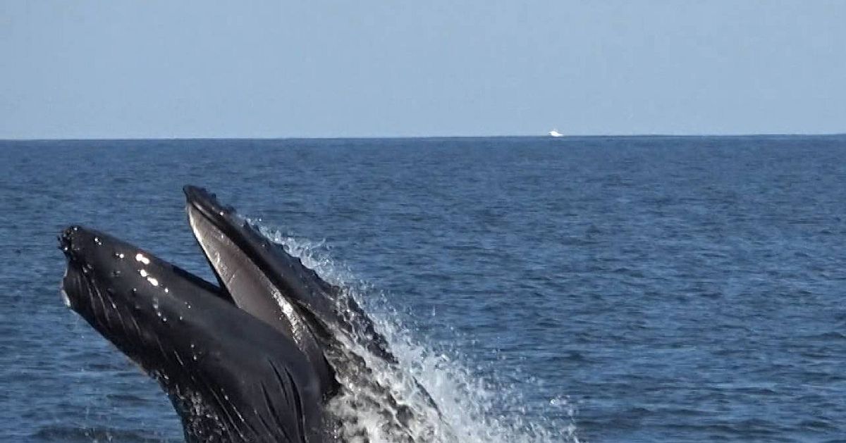Kraftig ökning av valar i New York | SVT Nyheter