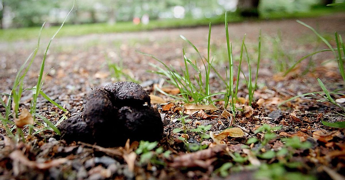 Är hundbajs på gatan ett problem? | SVT Nyheter