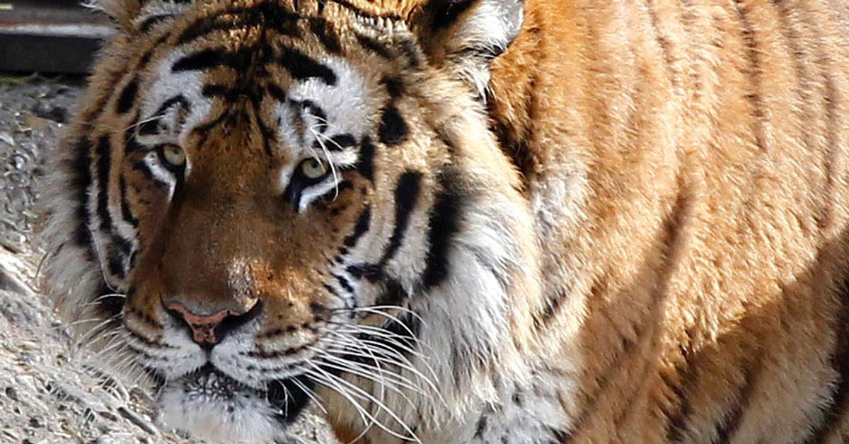 Tiger dödade djurskötare i Tyskland | SVT Nyheter