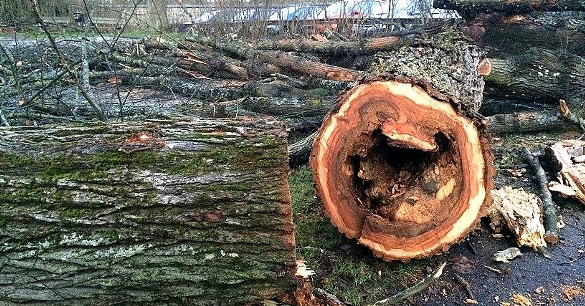 5000 almar undanröjs på Gotland | SVT Nyheter