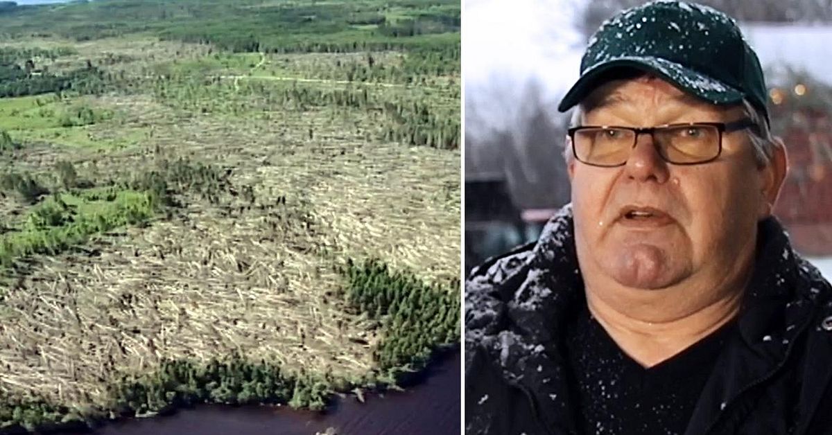 Tio år sedan stormen Gudrun | SVT Nyheter