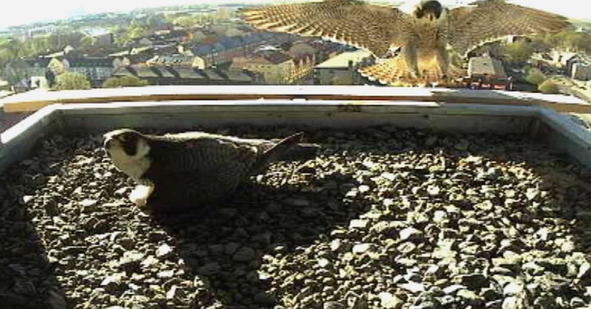 Falkarna blev förgiftade | SVT Nyheter