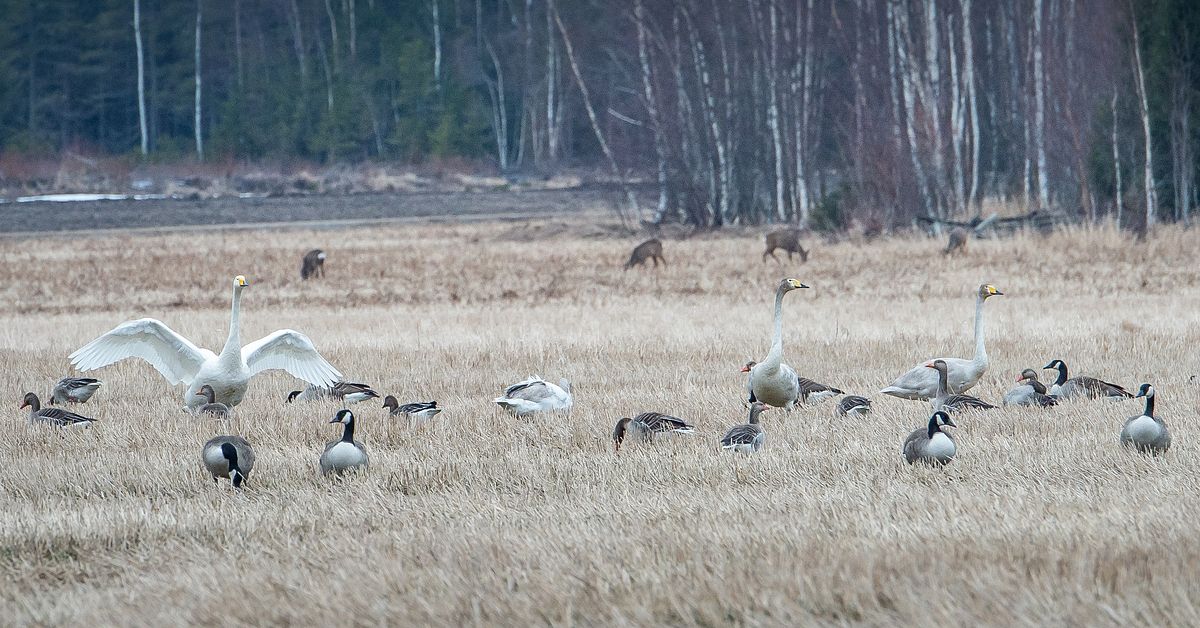 Här lever djuren i symbios | SVT Nyheter