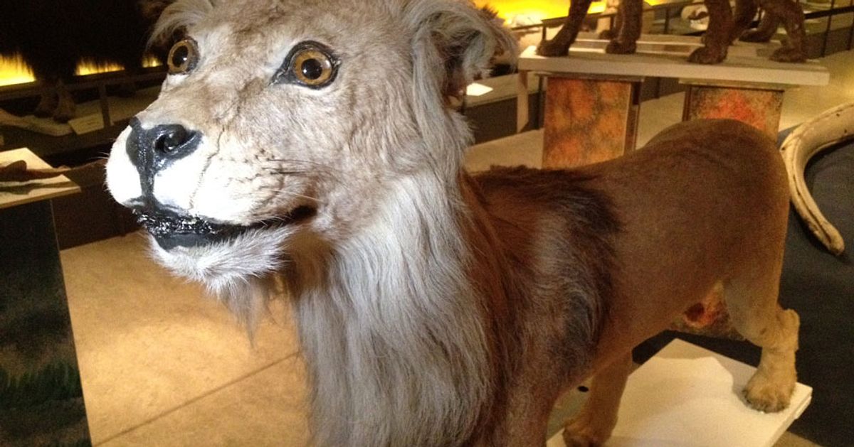 Vilket är ditt fulaste djur? | SVT Nyheter