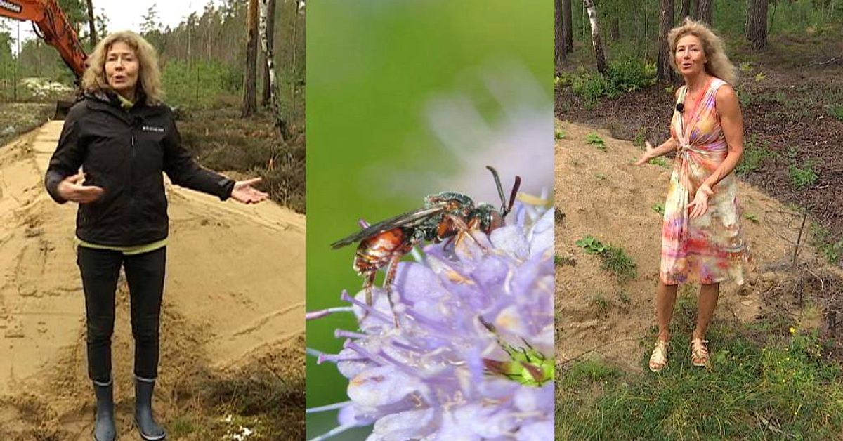 Se hur det går för exklusiva vildbin med mat- och bostadsbrist i ...