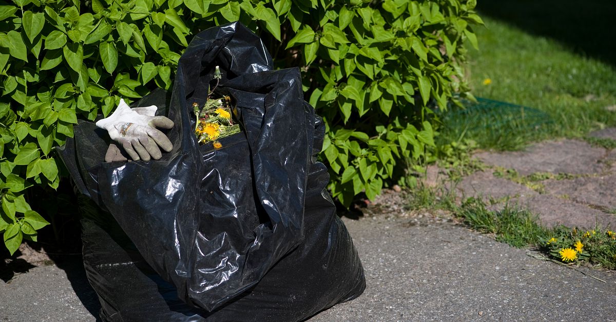 Slipp tippen – staden kan hämta trädgårdsavfall | SVT Nyheter