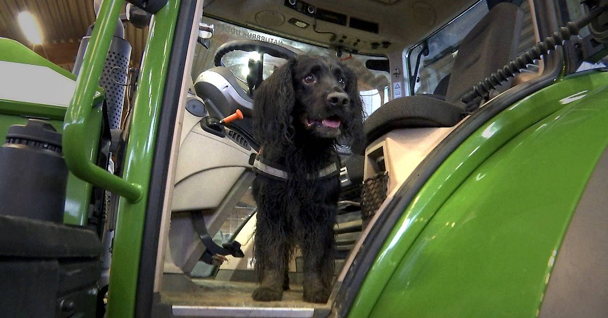 Skarahunden Alexander ska leta ogräs åt växtodlare | SVT Nyheter