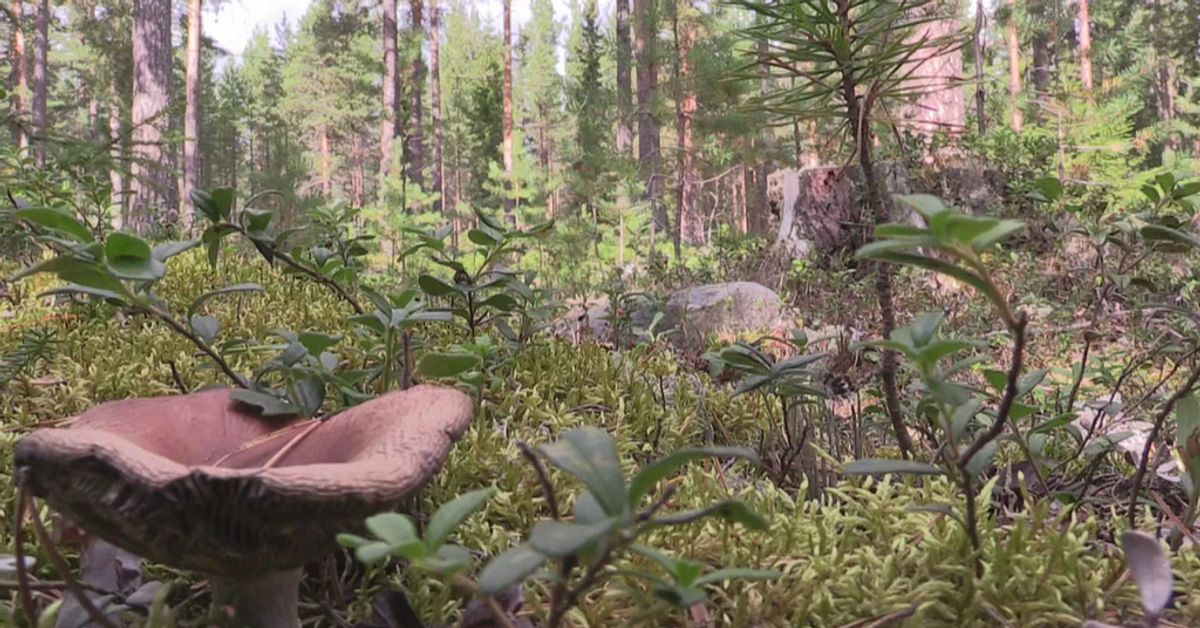Polisen Lägger Ner Utredning Om Mänskliga Kvarlevor I Kåge Svt Nyheter