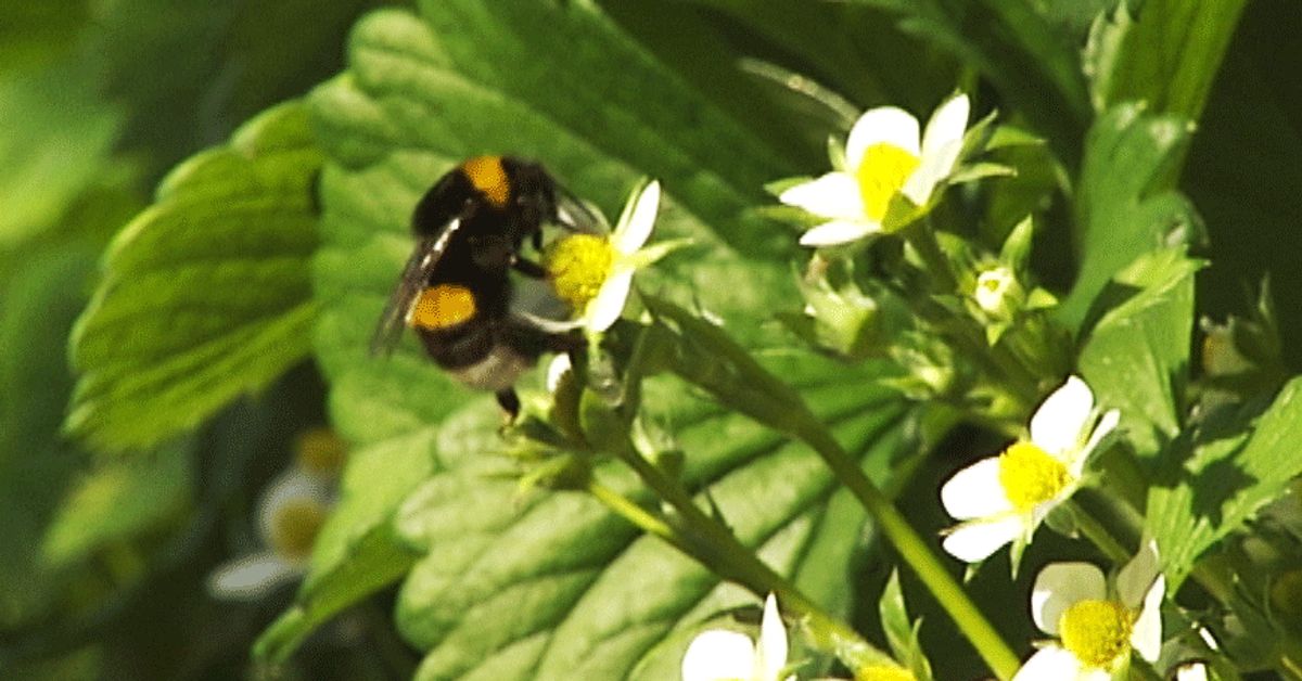 Humlemamman curlar inte barnen | SVT Nyheter