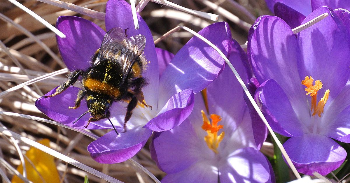 Humlan curlar inte barnen | SVT Nyheter