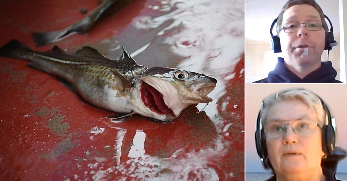 Gotländsk fisk friskare – innehåller nästan inga gifter längre | SVT ...