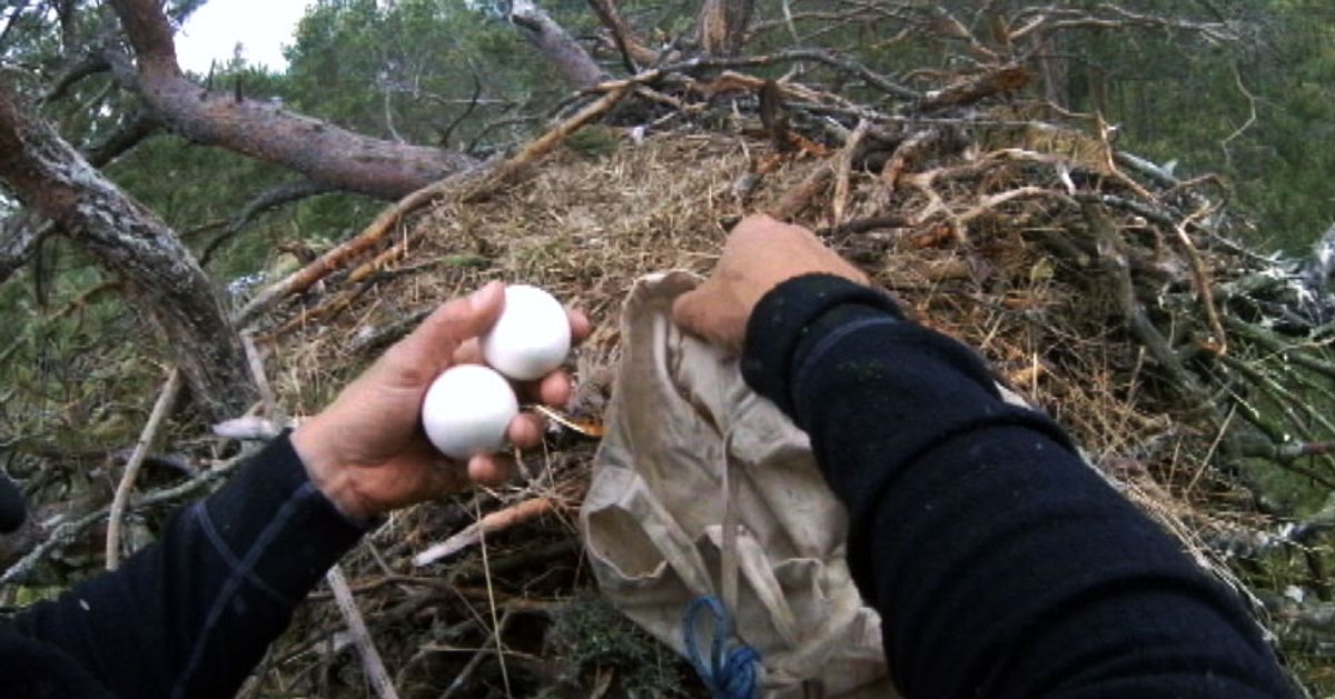 Äggsamlare misstänks ha plundrat bon | SVT Nyheter