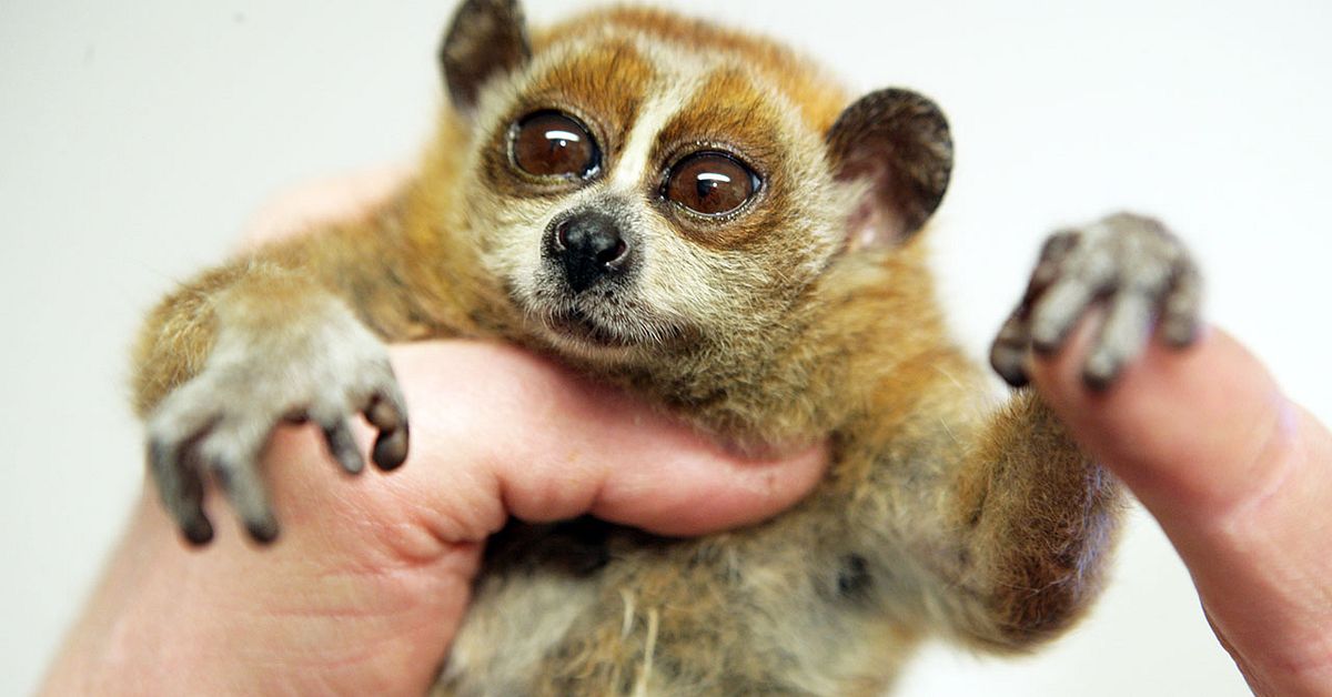 Vädjar: ”Sluta kittla tröglories”! | SVT Nyheter