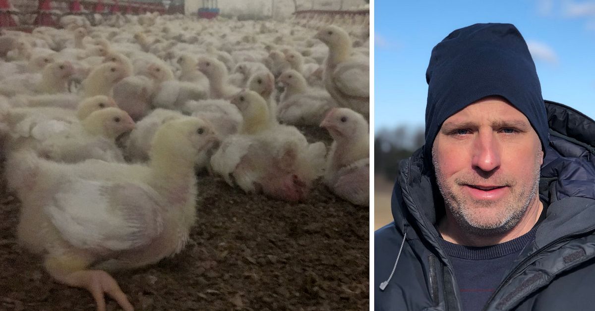 Kycklinguppfödaren efter provsvaret: ”Vi får aldrig slappna av” | SVT ...