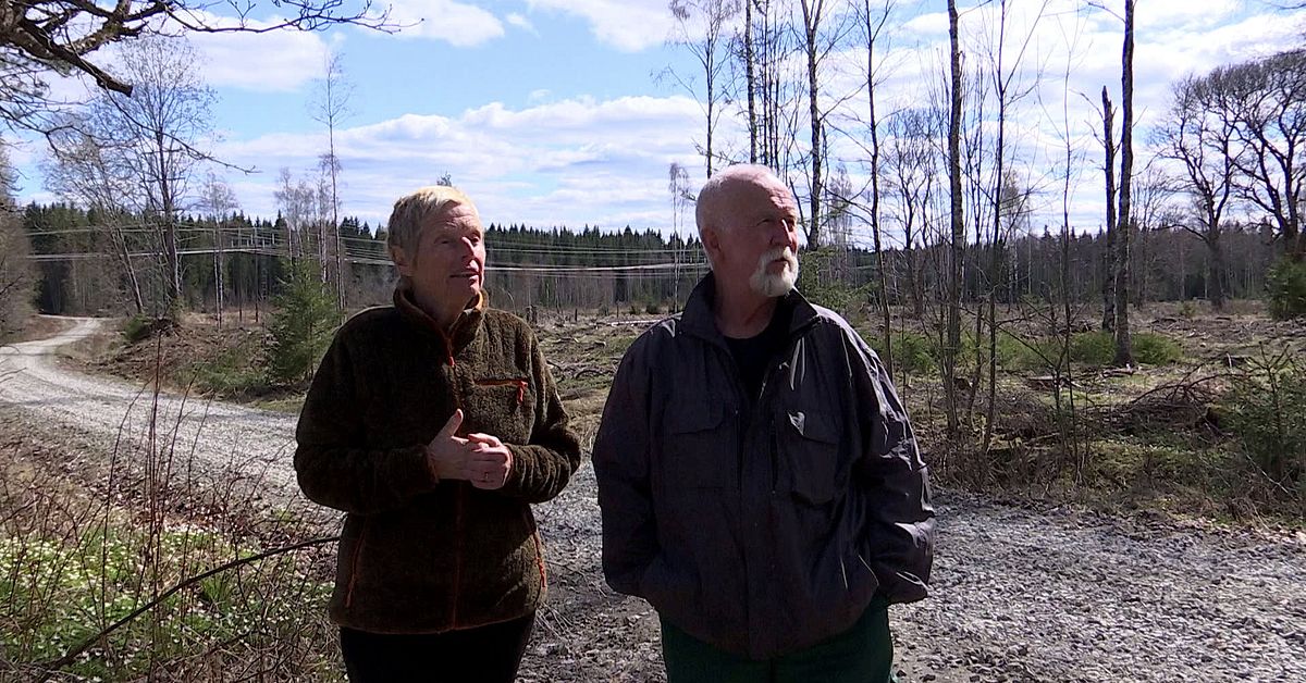 60-årig skog i Lönnmora avverkas av statliga Sveaskog – boende kritiska ...