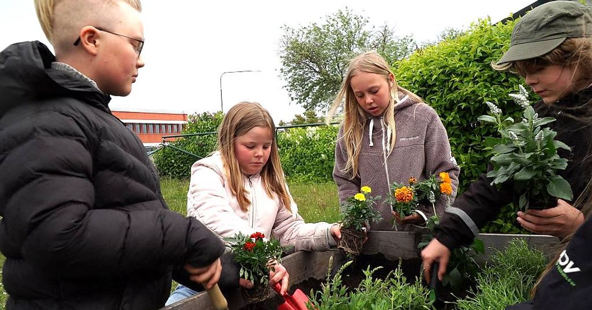 Här planterar eleverna blommor och hjälper bin | SVT Nyheter