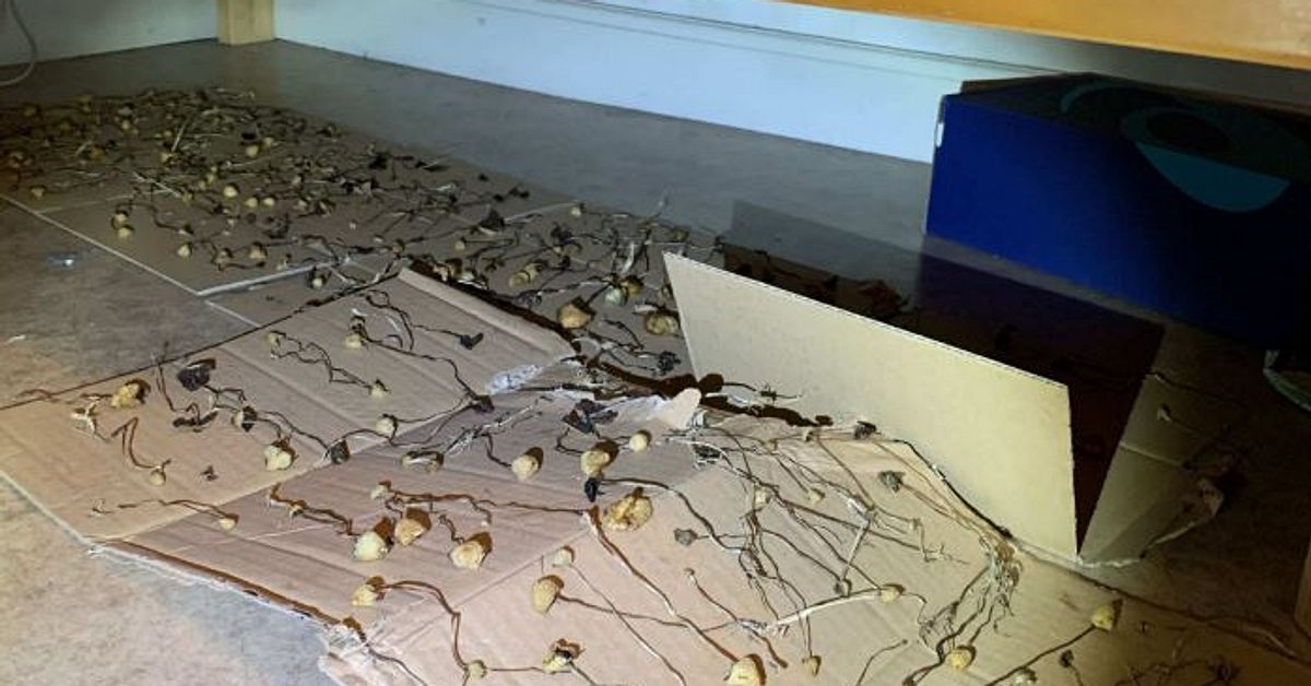 Svampplockare åtalas för narkotikabrott | SVT Nyheter