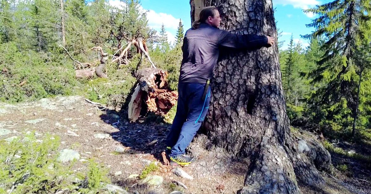 Dalarnas största tall har stupat – ”Blev som en stöt i bröstet av sorg ...