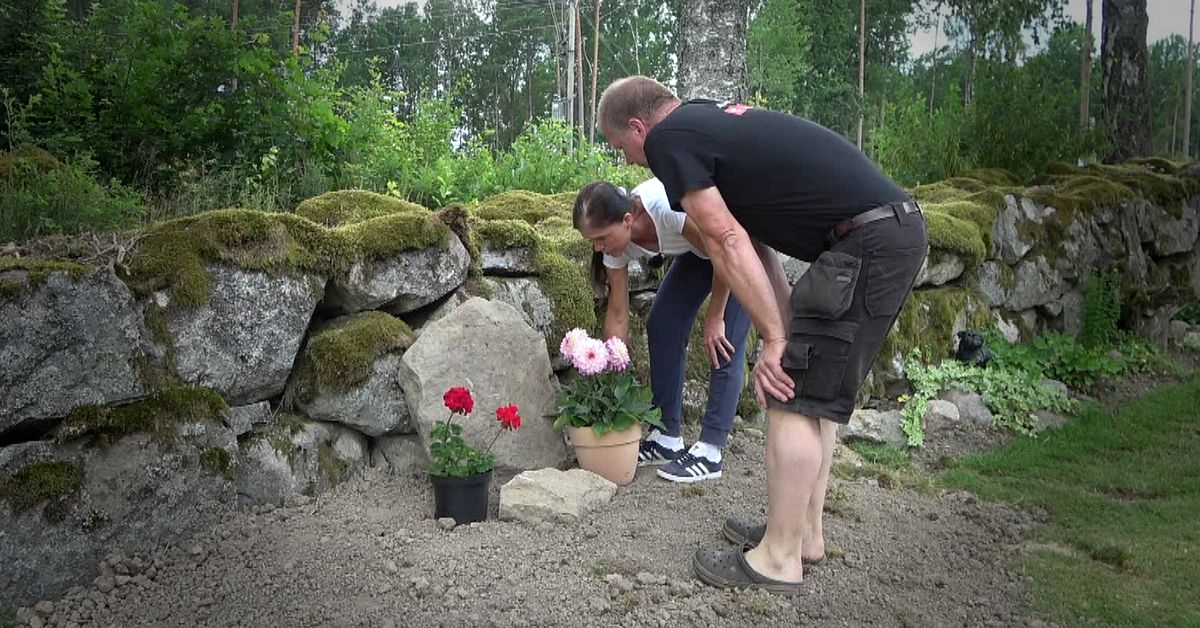 Tiken Freja dog med valpar i magen – blev akut sjuk när djursjukhuset ...