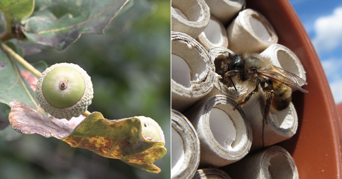 Inte bara blommor – bin gillar träd också | SVT Nyheter