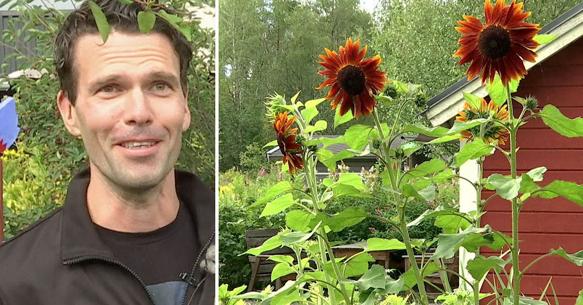 Kolonidagen i Luleå: ”Fantastiska blomsterarrangemang” | SVT Nyheter