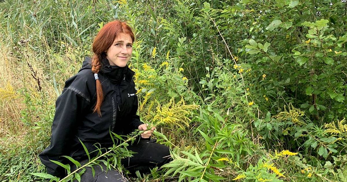 Stor ökning av invasiva växten kanadensiskt gullris – så blir du av med ...