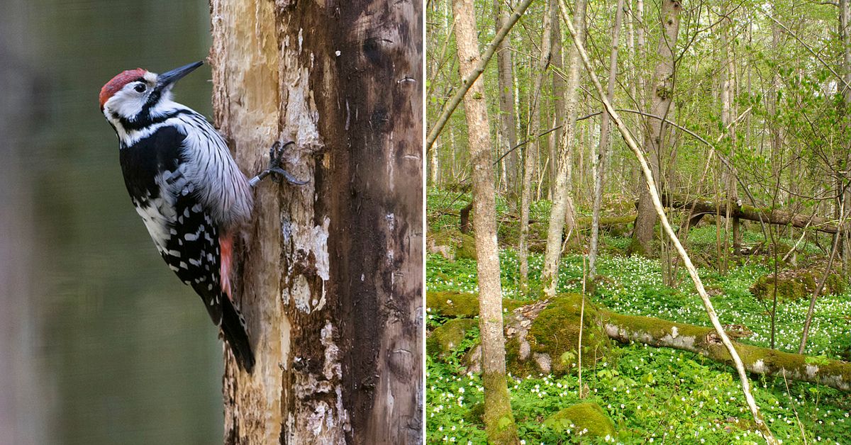 Satsning på naturnära jobb går mot sitt slut | SVT Nyheter