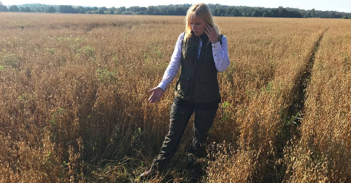 Skador från vildsvin har dubblerats i Småland – här samlar Mikaela ...