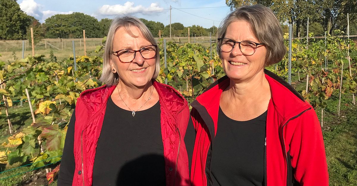 Vännerna lär sig odla vin på fritiden | SVT Nyheter
