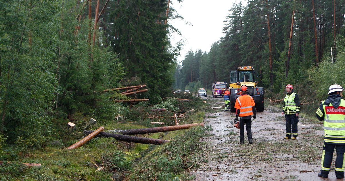 Tromb drog fram i Bäsna – fallna träd blockerade väg | SVT Nyheter
