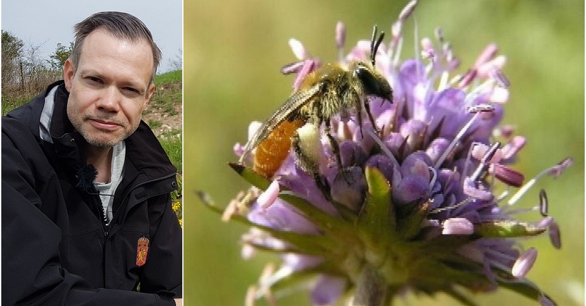 Samarbete gynnar vildbin i Östergötland | SVT Nyheter