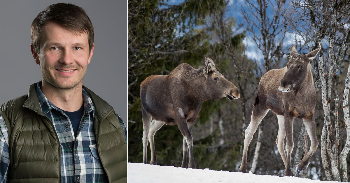 Frågor och svar med viltveterinären Jonas Malmsten | SVT Nyheter