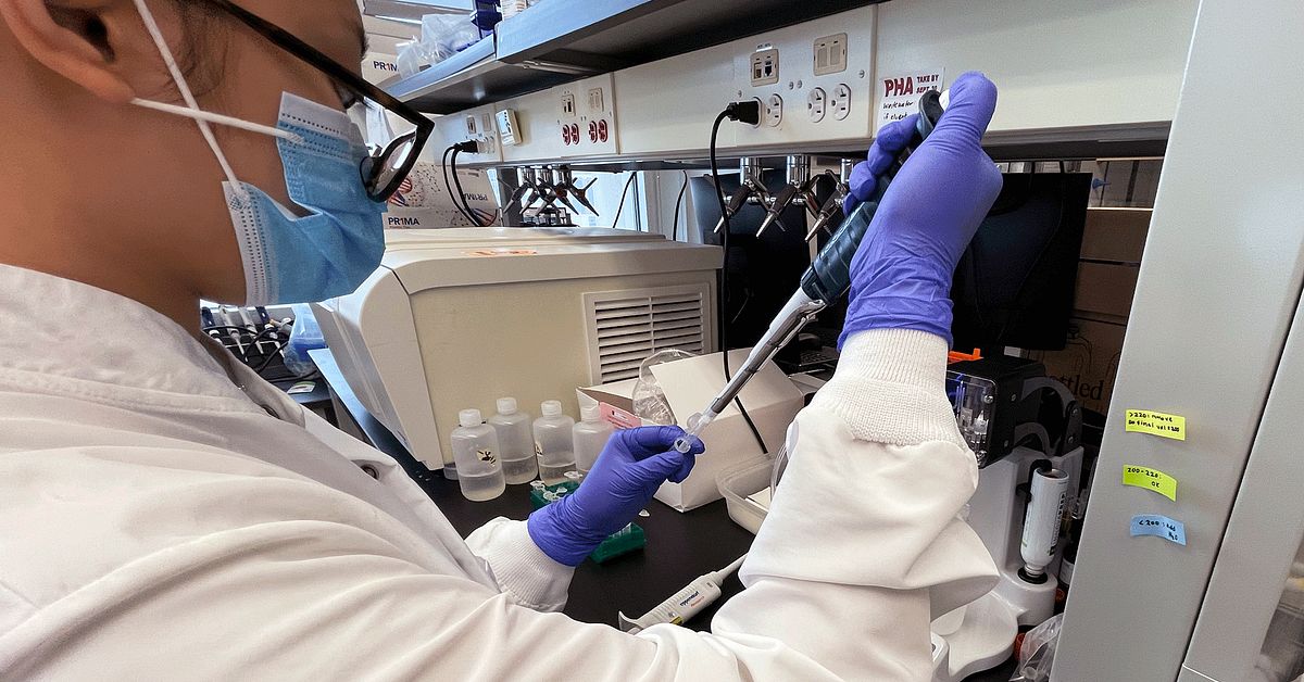 Fortsatt ökning av apkoppor | SVT Nyheter