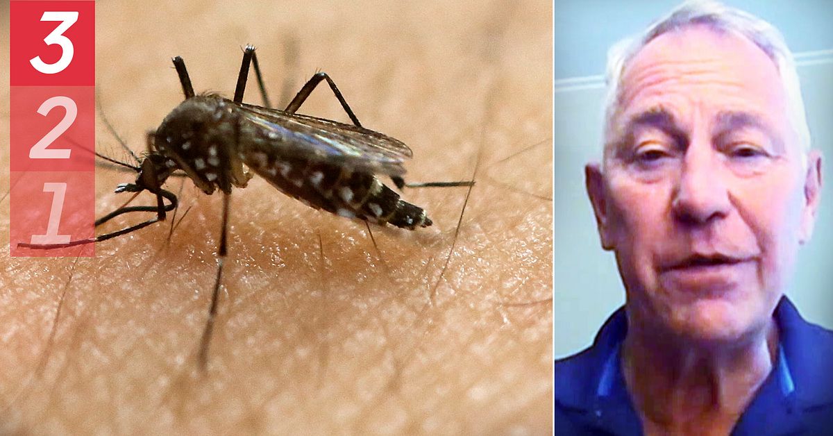 Myggexperten listar: Så skyddar du dig mot myggor på bästa sätt | SVT ...